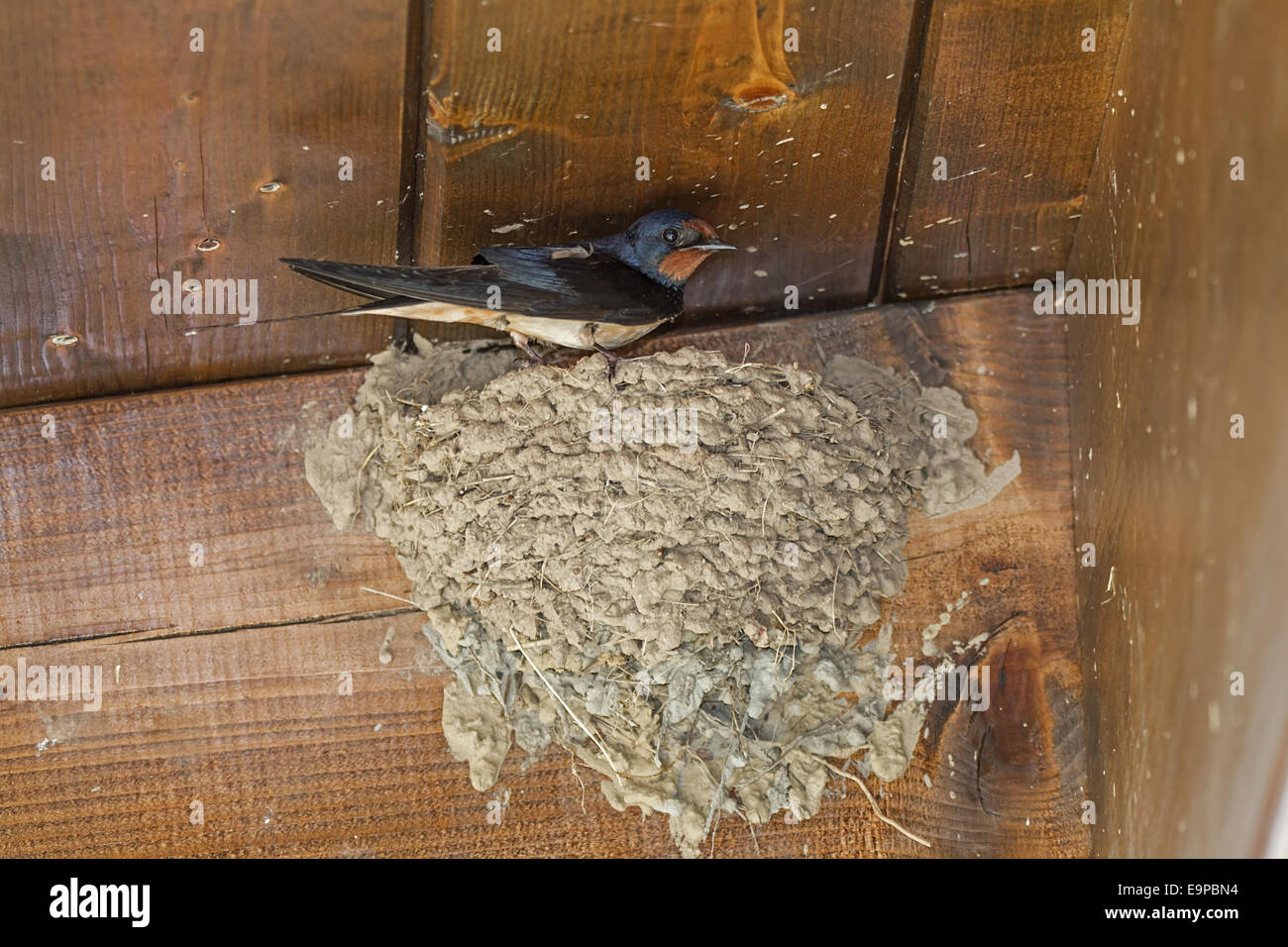 Barn Swallow at mud nest Stock Photo - Alamy