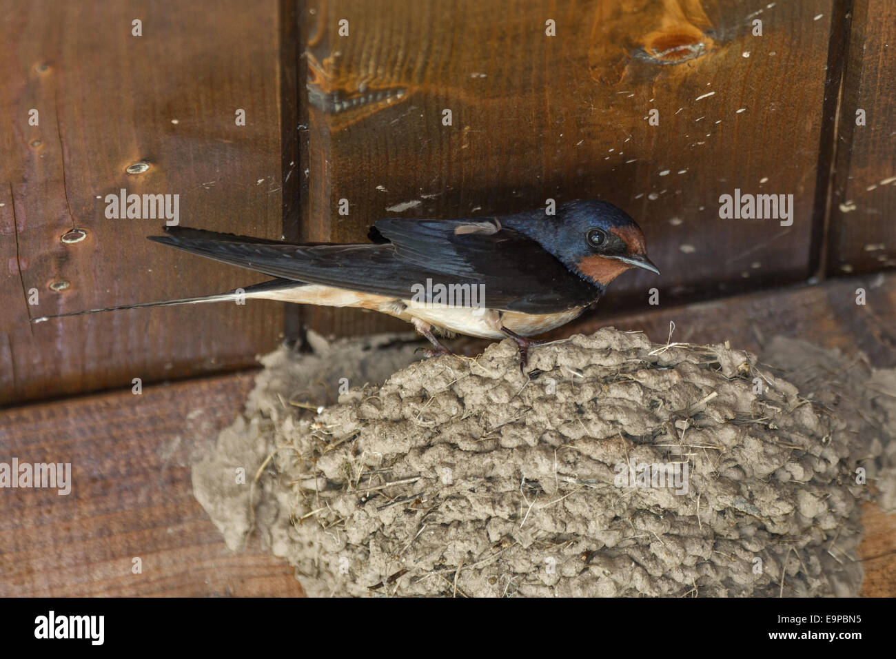 Barn Swallow at mud nest Stock Photo - Alamy