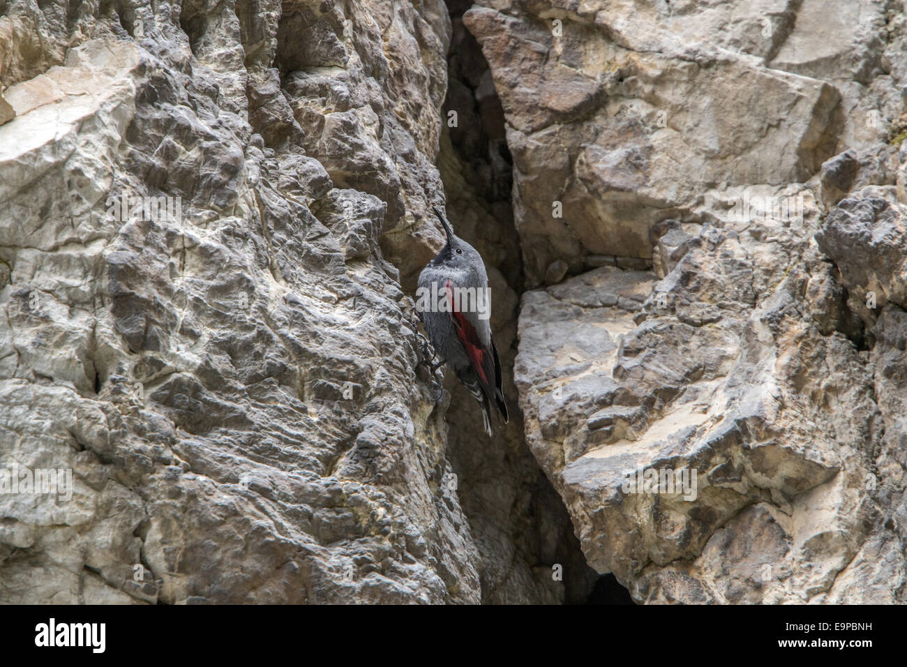 Trigrad gorge hi-res stock photography and images - Alamy