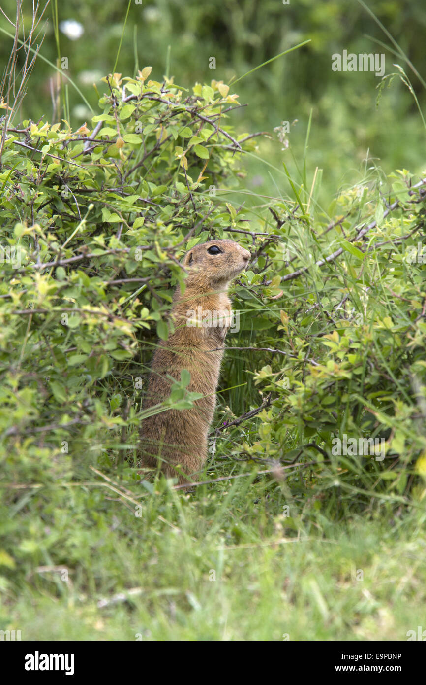 European Suslik - Bulgaria Stock Photo - Alamy