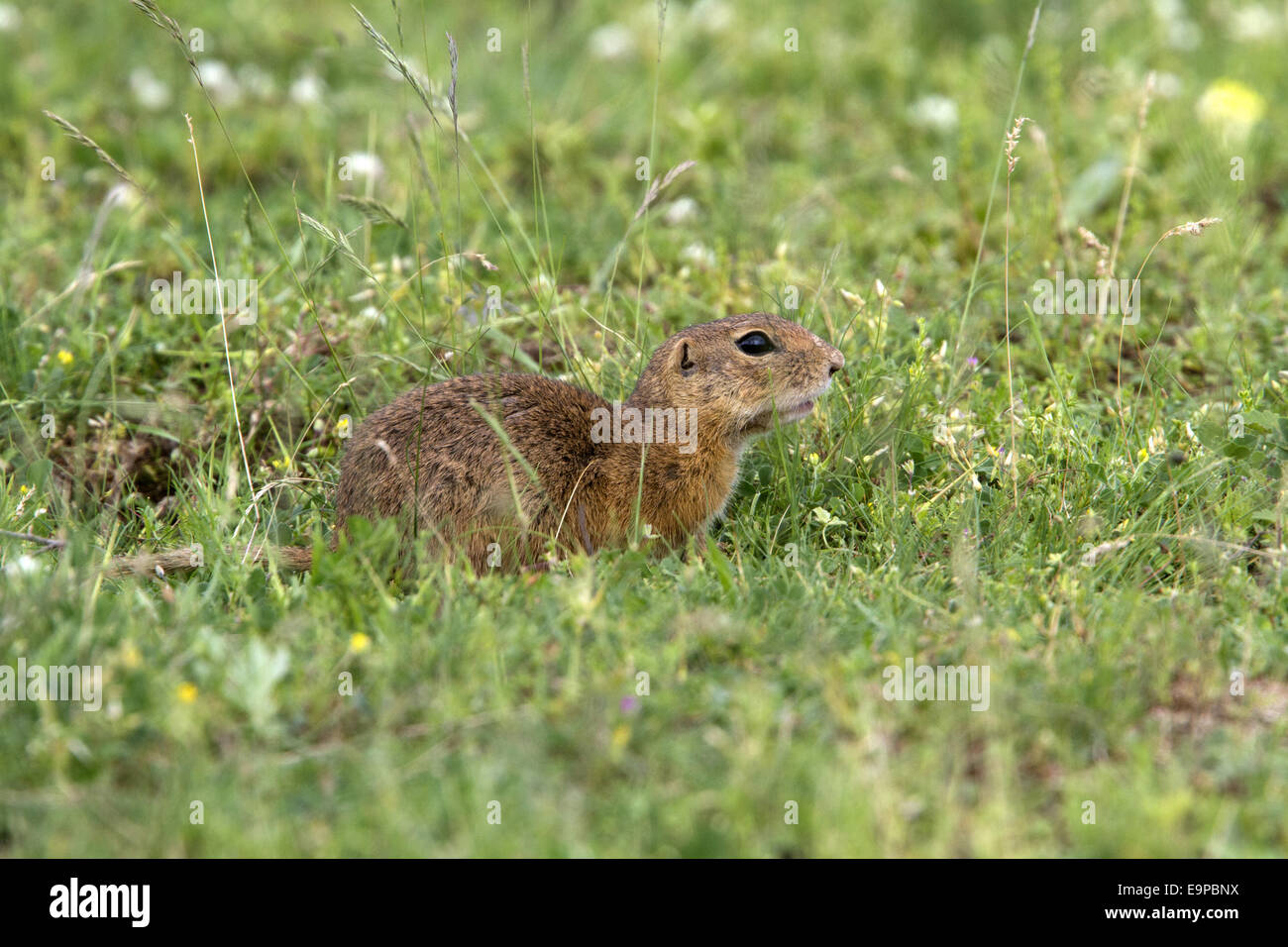 European Suslik - Bulgaria Stock Photo - Alamy