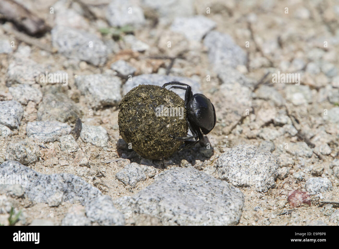 Scarab hi-res stock photography and images - Alamy