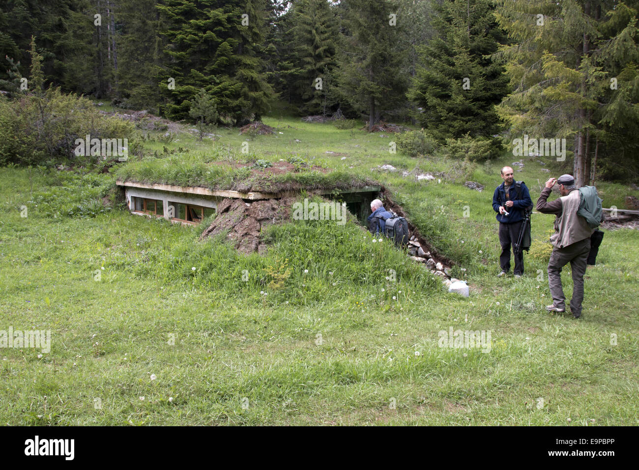 Wildlife photographic hide used for viewing bears, near Yagodina ...