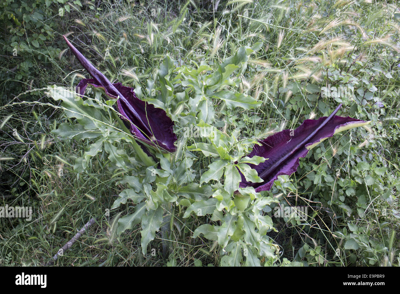 Common dracunculus vulgaris hi-res stock photography and images - Alamy