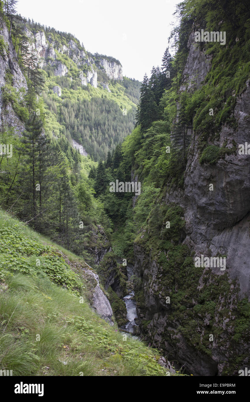Trigrad Gorge nesting habitat of the Wallcreeper - Bulgaria Stock Photo ...