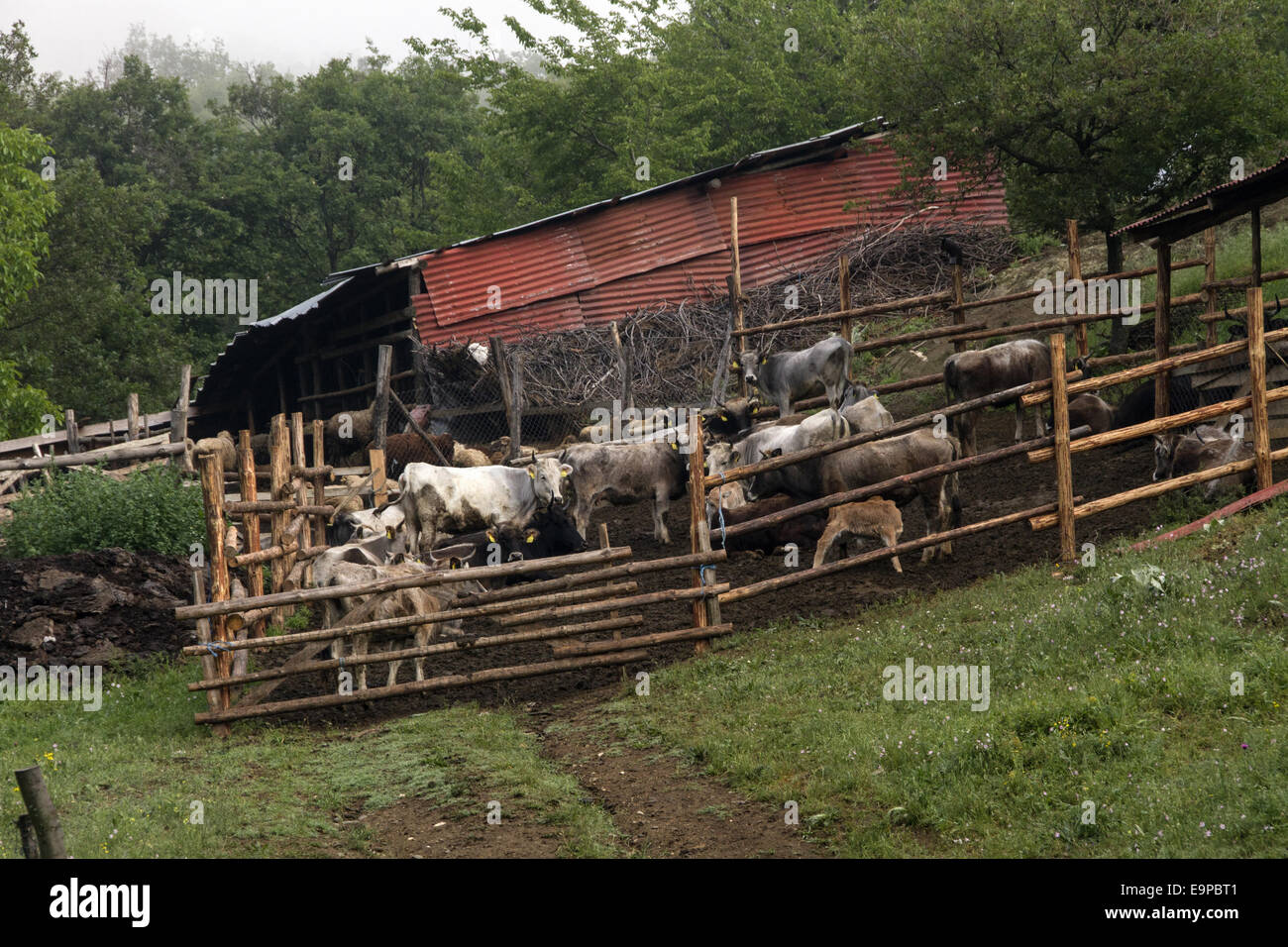 Cattle corral on Bulgarian farm Stock Photo - Alamy