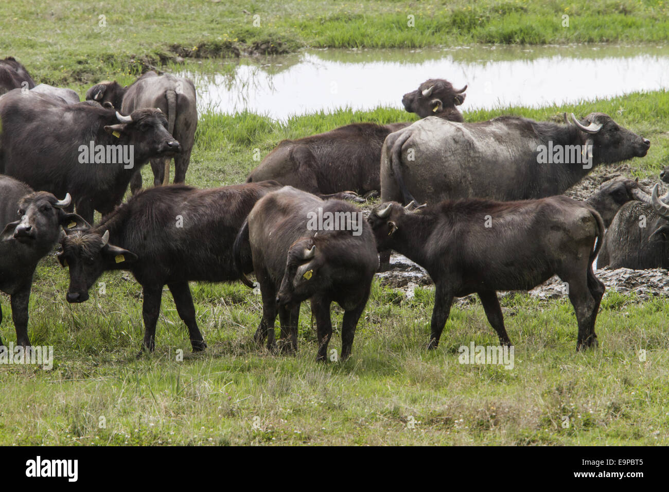 Domestic water buffalo herd at Lake Kerkini Northern Greece Stock Photo ...