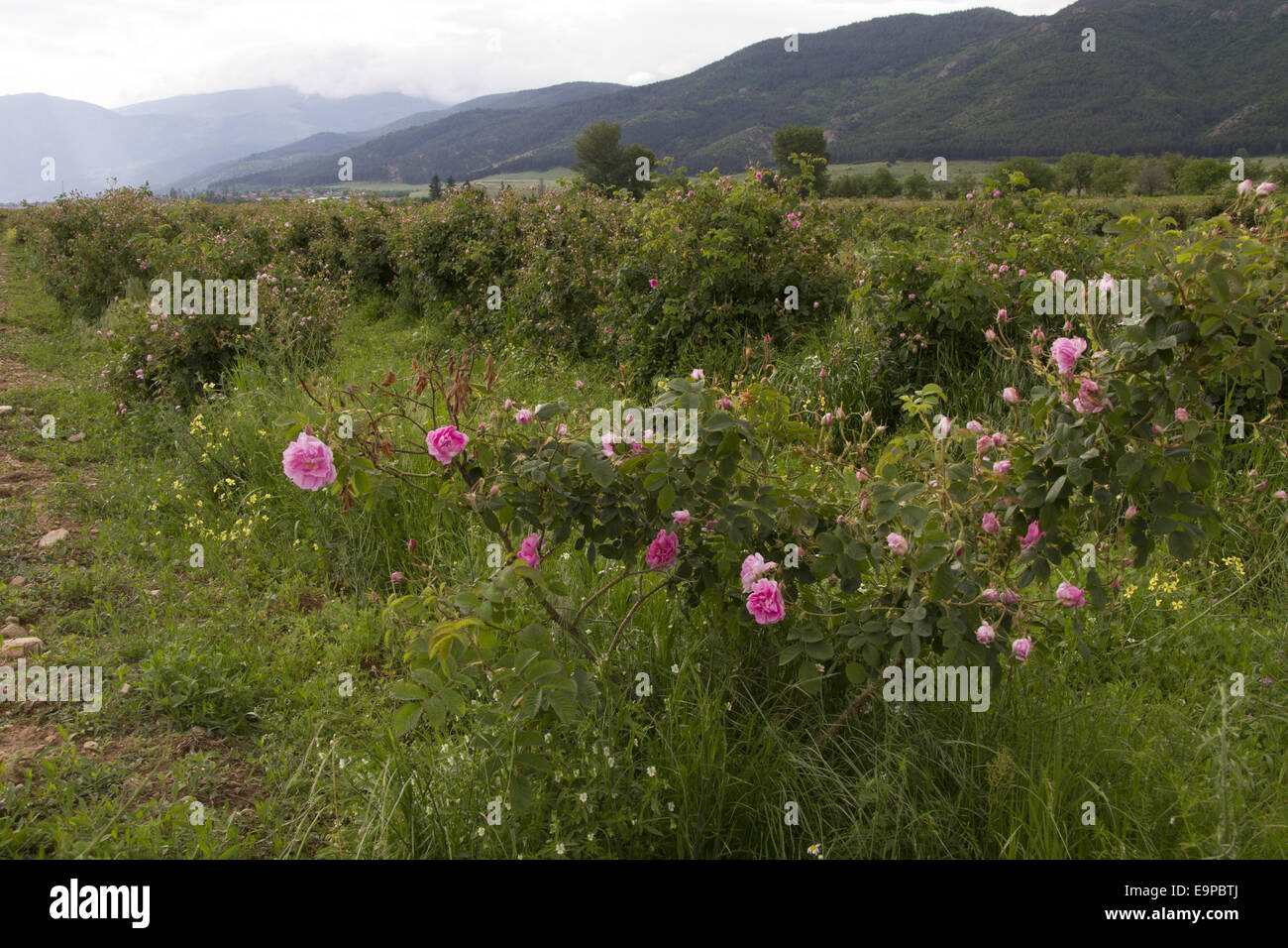 Rose valley bulgaria hi-res stock photography and images - Alamy