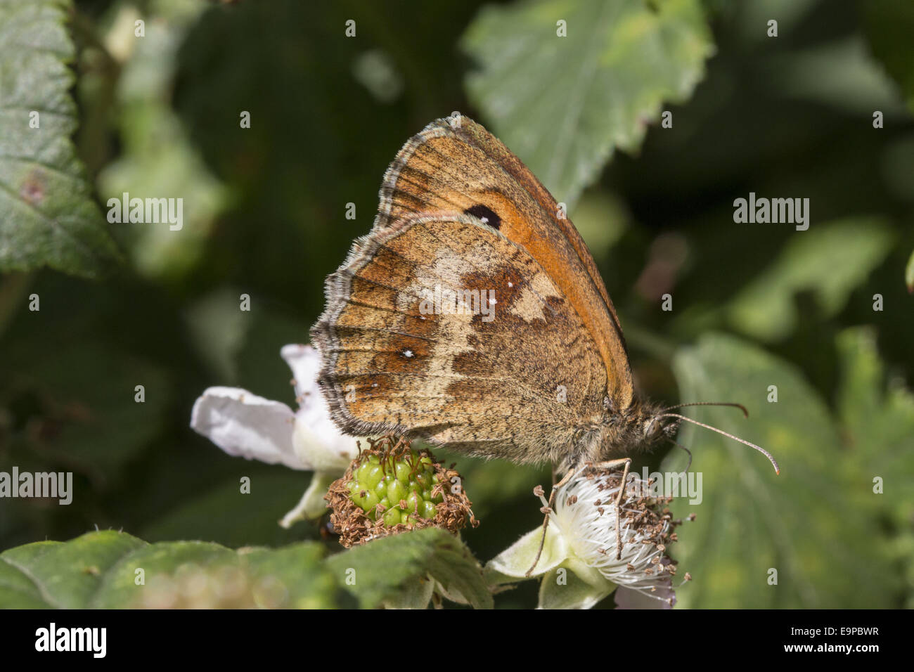 Gatekeeper Butterfly on bramble, Female, July, Suffolk Stock Photo - Alamy