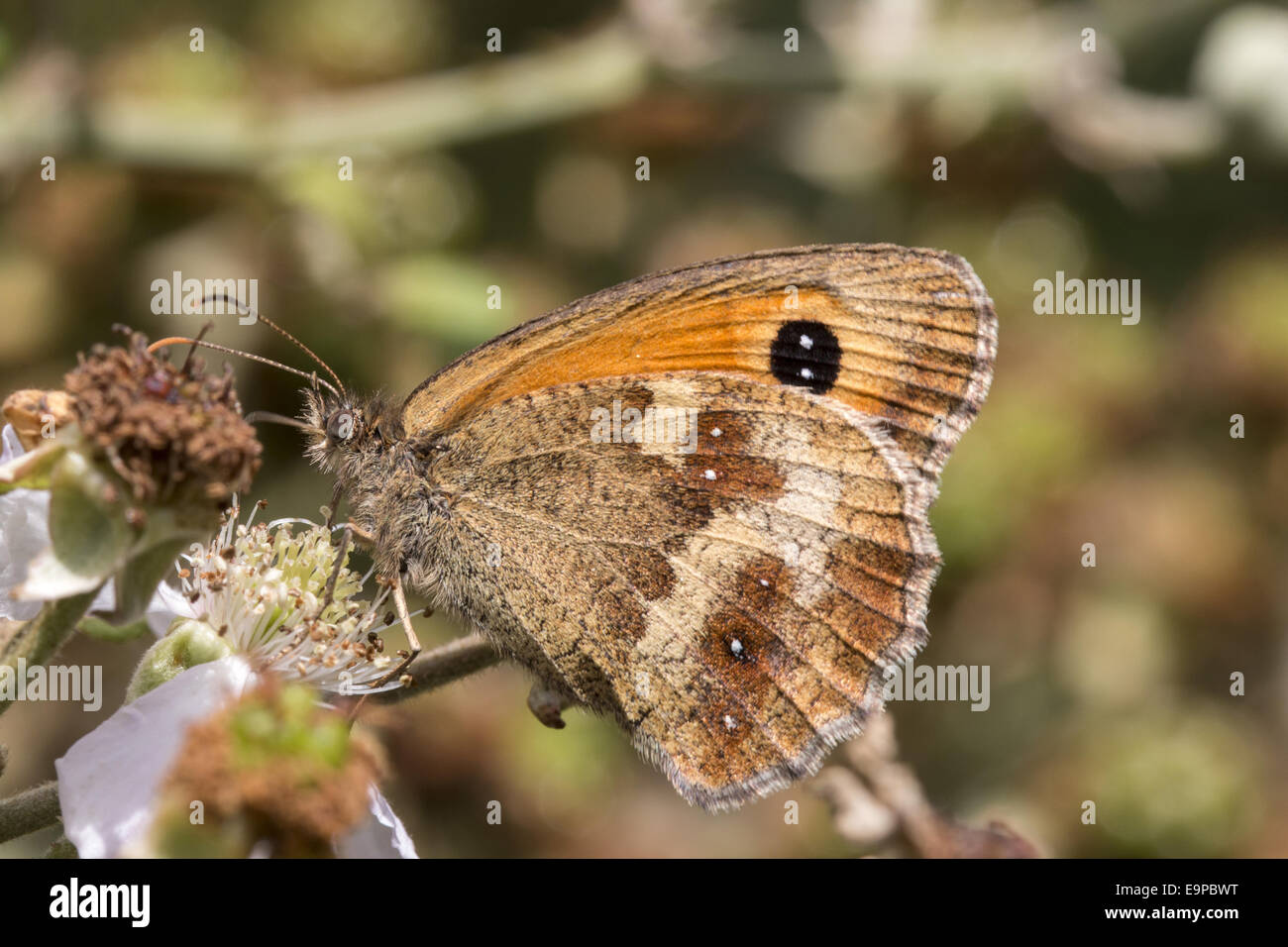 Female gatekeeper hi-res stock photography and images - Alamy
