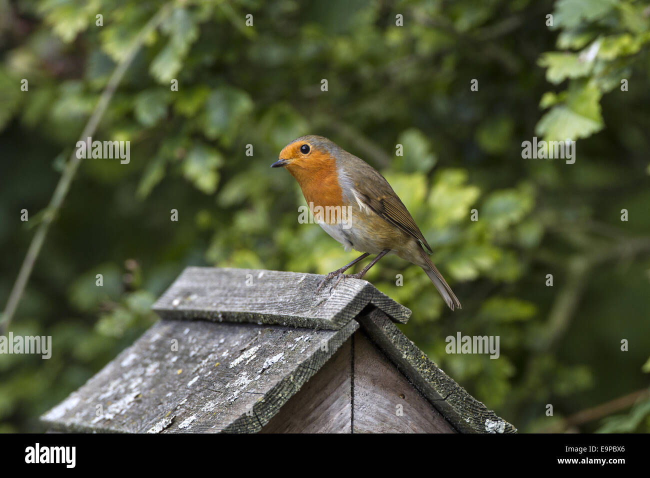 Robin on bird table roof Stock Photo - Alamy