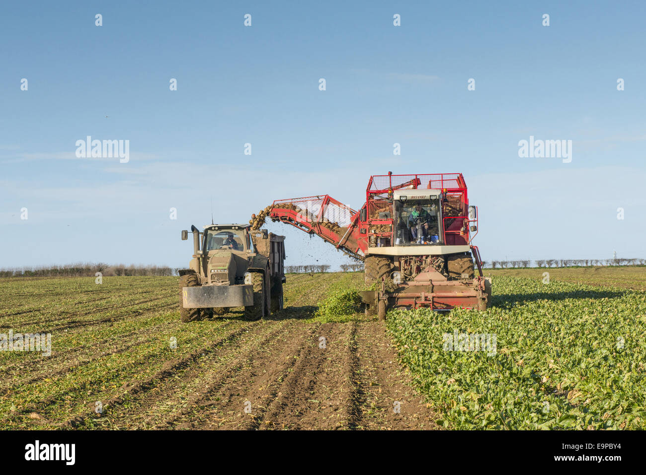 Sugar Beet (Beta vulgaris) crop, self-propelled harvester harvesting ...