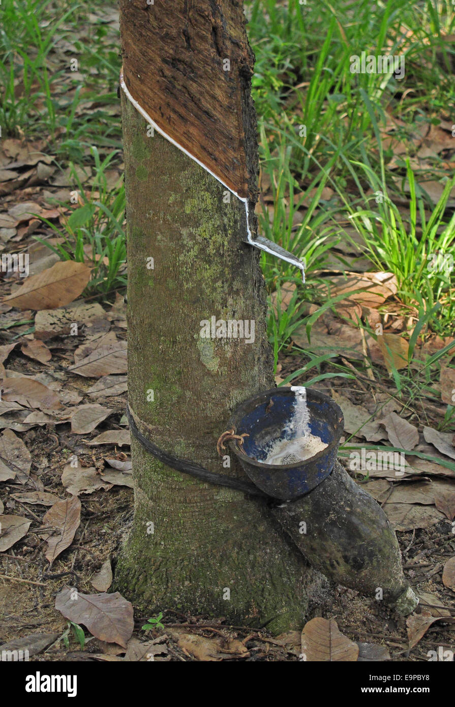 Rubber tree trunk with bowl collecting latex, near Way Kambas N.P ...