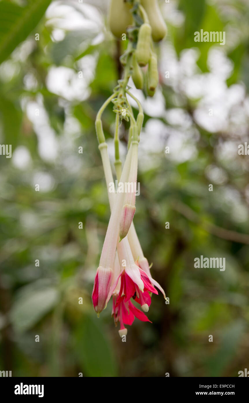 Fuchsia Boliviana Alba Stock Photo - Alamy