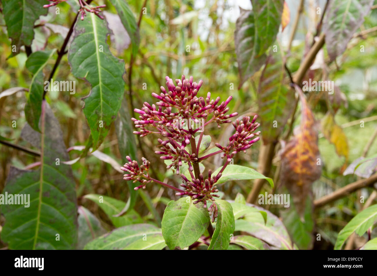 Hot fuchsia hi-res stock photography and images - Alamy