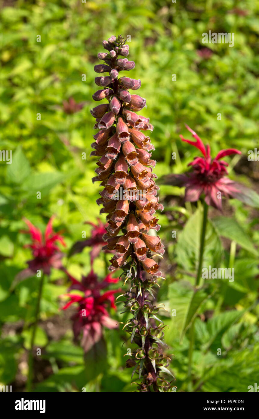 Digitalis plants hi-res stock photography and images - Alamy