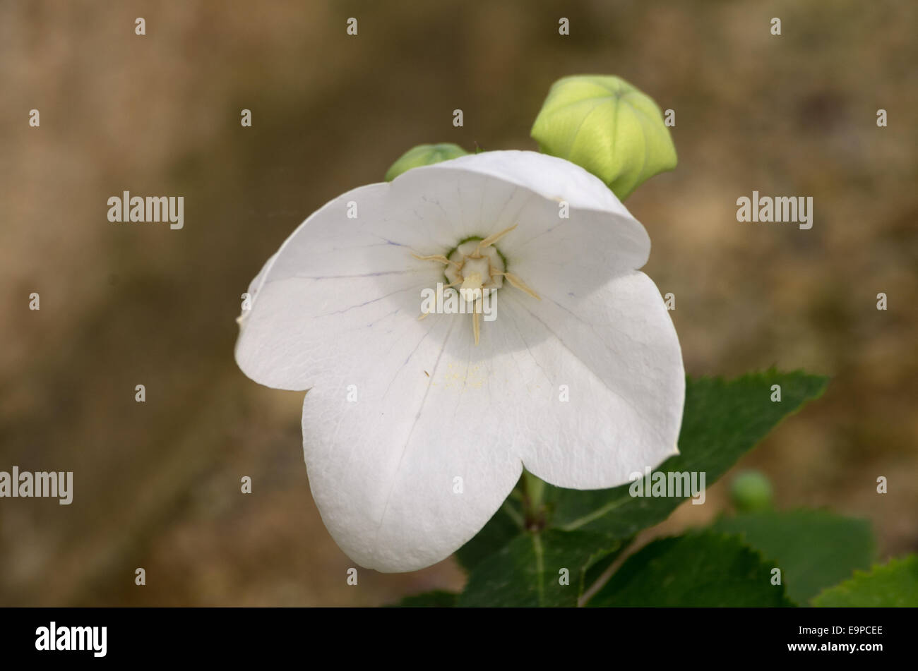 Astra white hi-res stock photography and images - Alamy