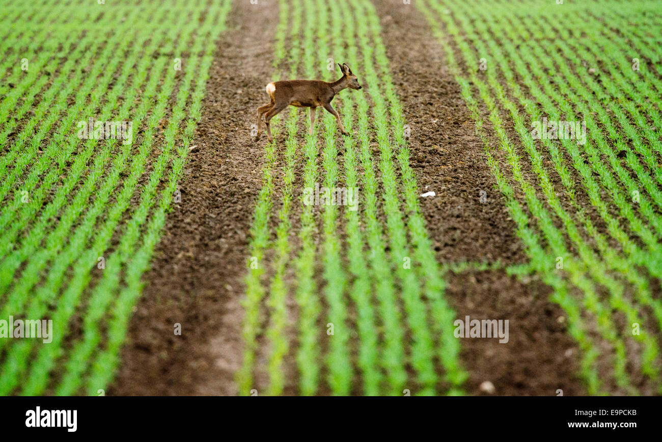 Sehnde, Germany. 23rd Oct, 2014. A roe deer walks across a field near ...