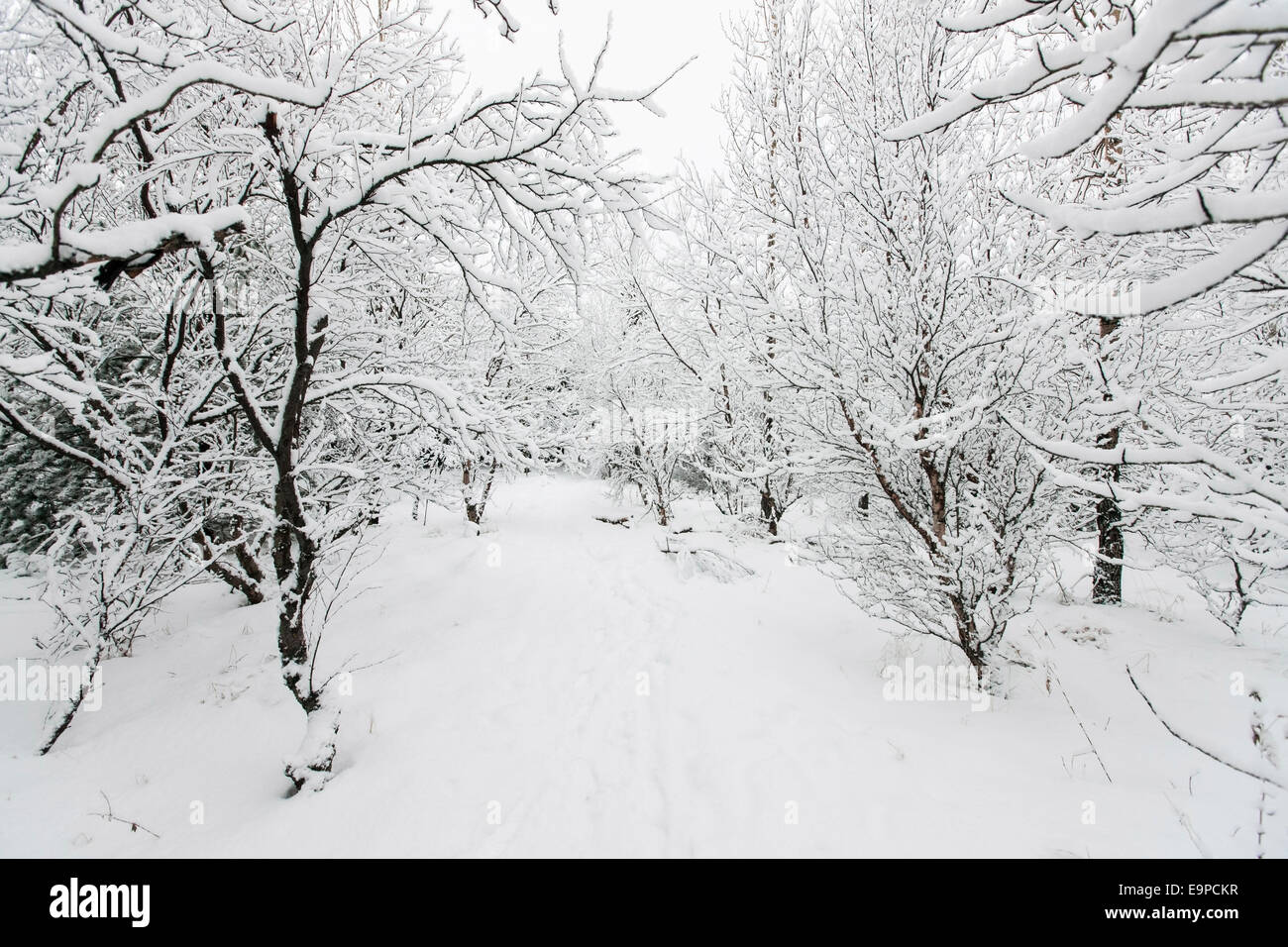 Fresh snowfall in the wilderness Stock Photo - Alamy