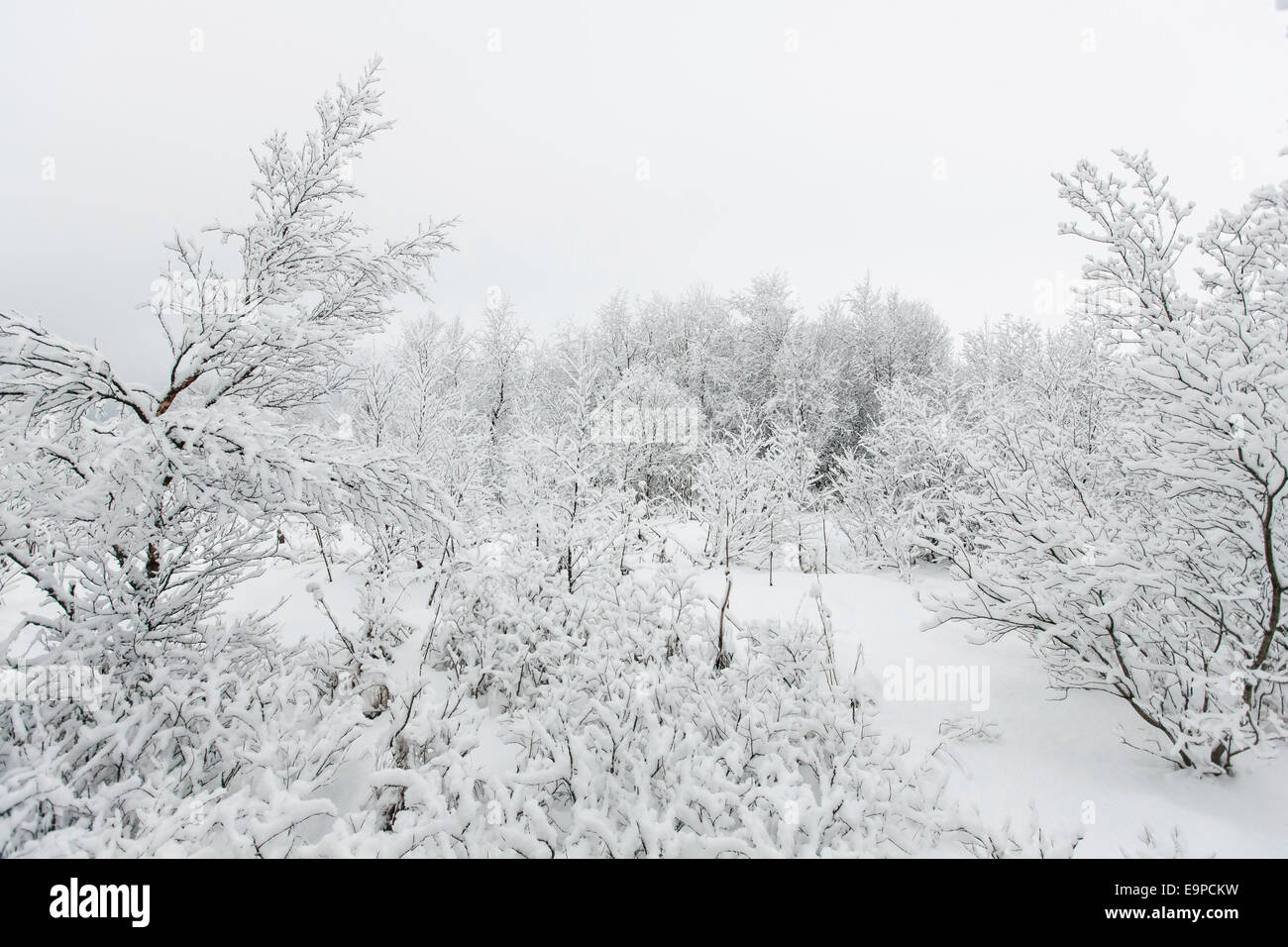 Fresh snowfall in the wilderness Stock Photo - Alamy