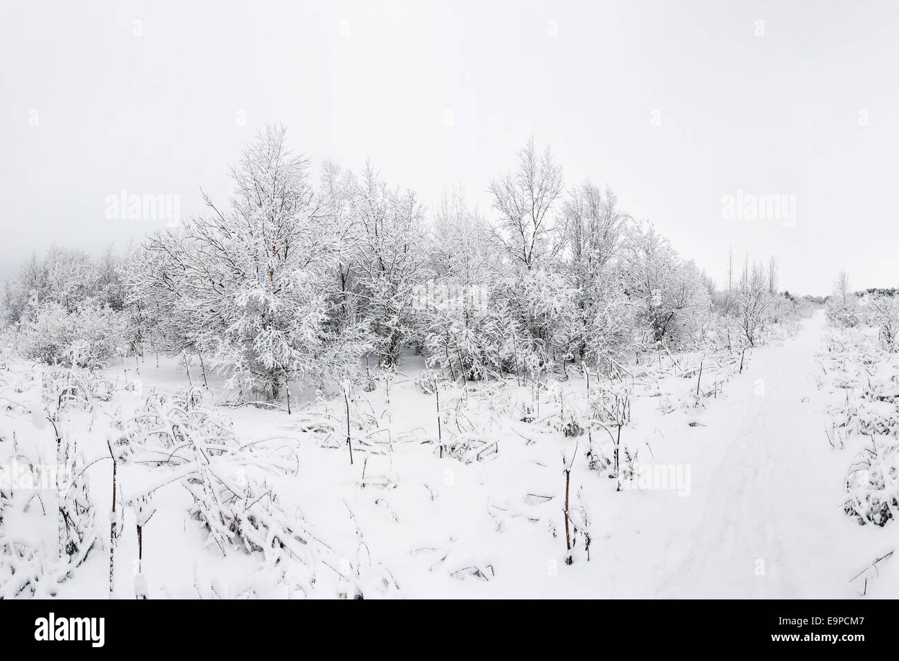 Fresh snowfall in the wilderness Stock Photo - Alamy