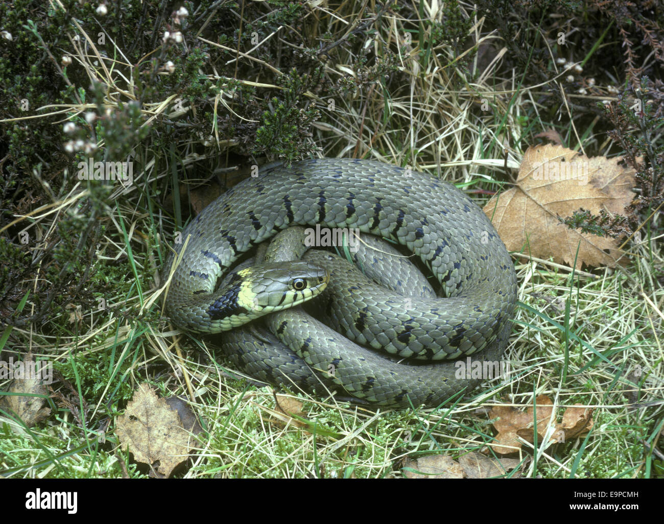 Grass Snake - Natrix natrix Stock Photo - Alamy
