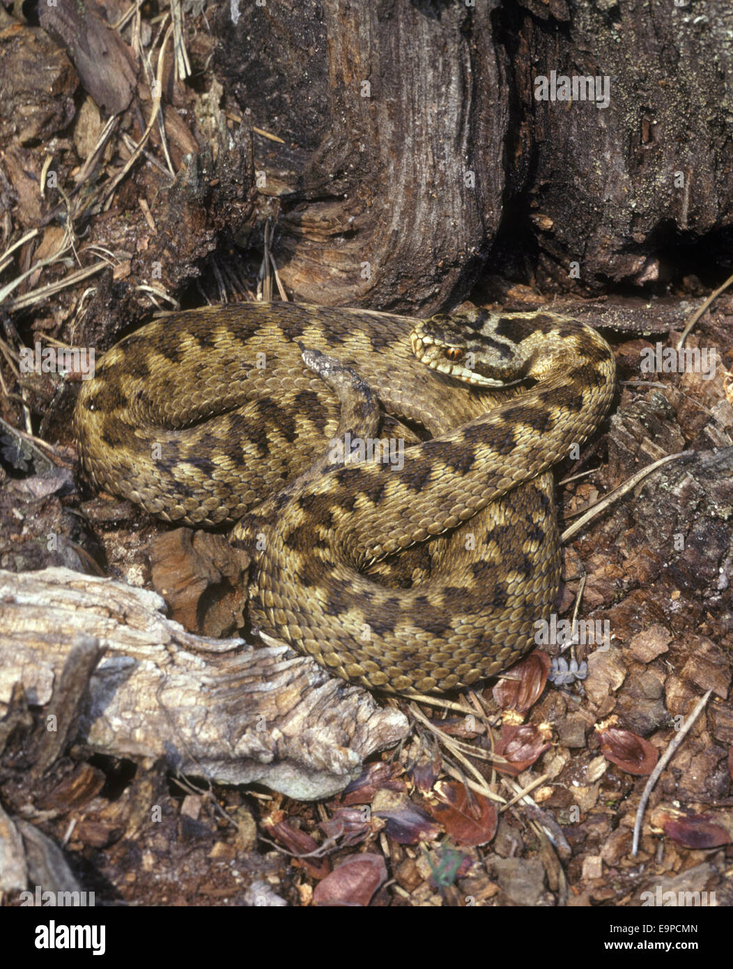Curl adder hi-res stock photography and images - Alamy
