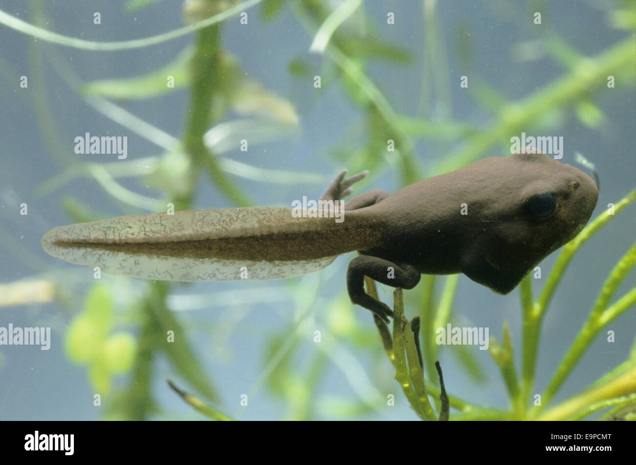 Tadpoles swimming underwater hi-res stock photography and images - Alamy