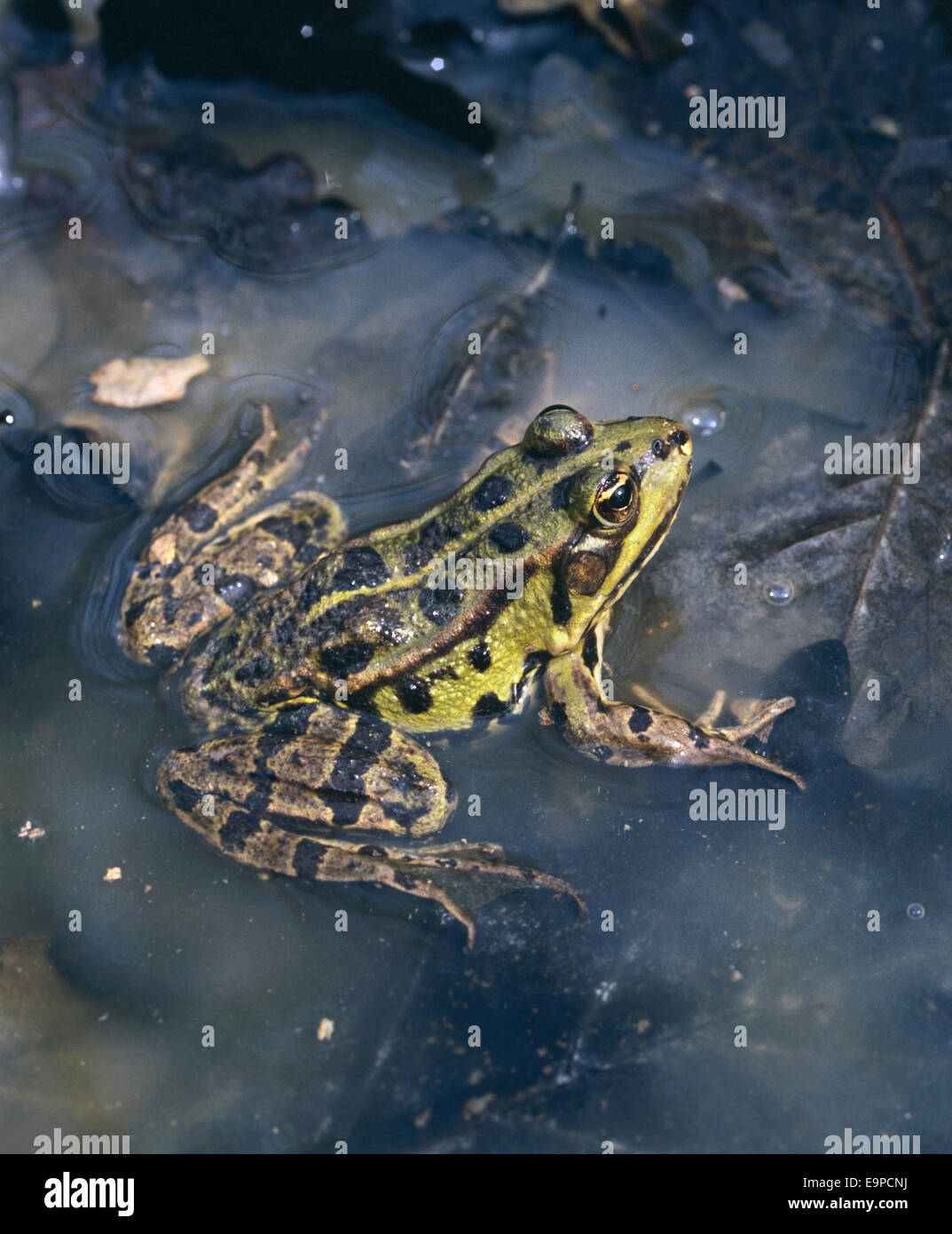 Pool Frog - Pelophylax lessonae Stock Photo - Alamy