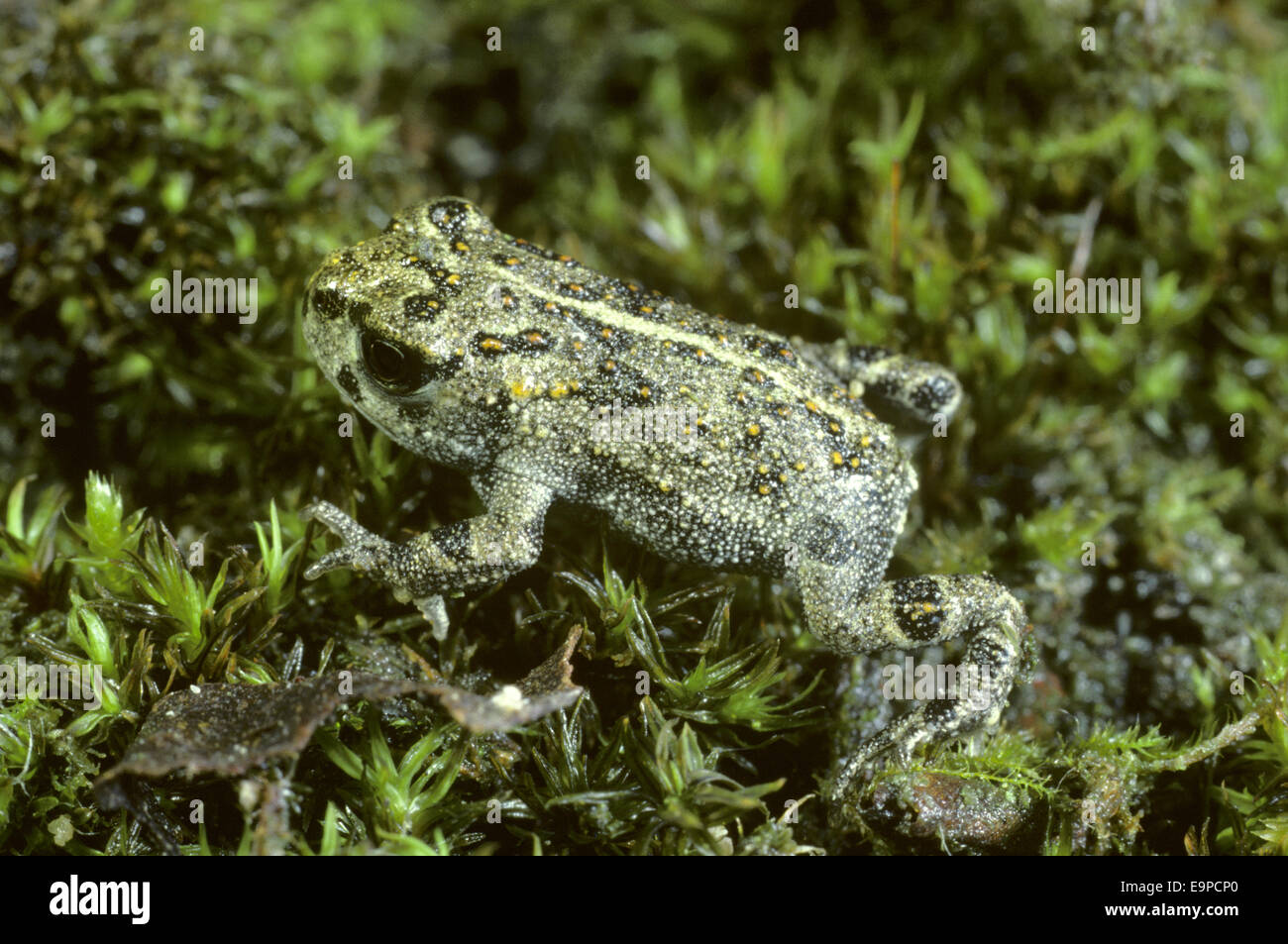 Young toads hi-res stock photography and images - Alamy