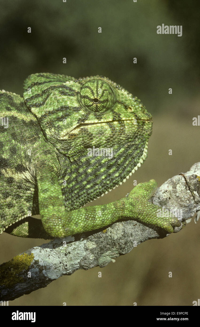 European Chameleon - Chamelo chameleon Stock Photo - Alamy