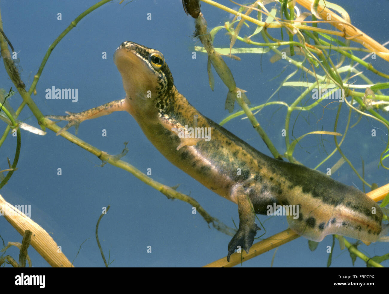 Palmate newts hi-res stock photography and images - Alamy