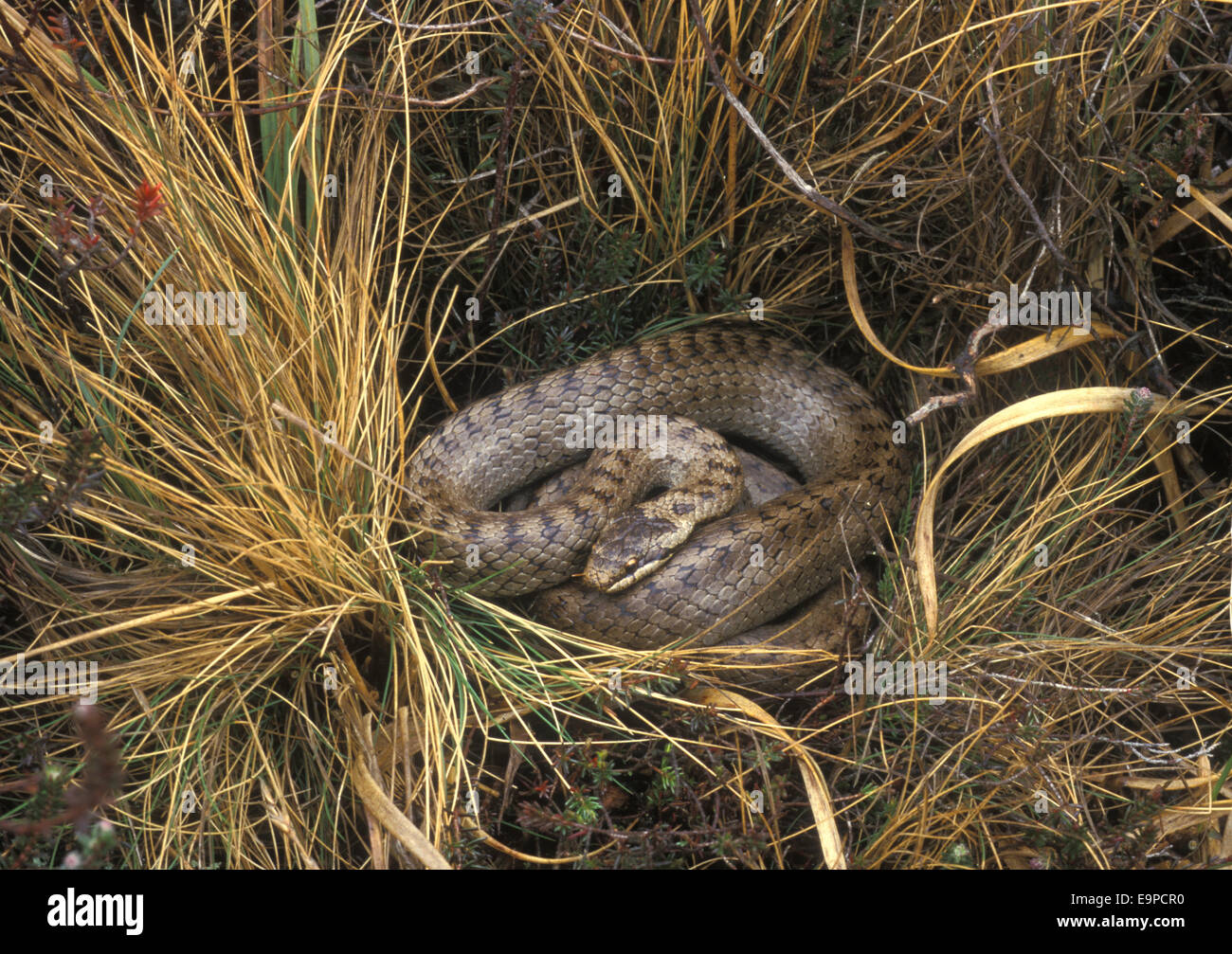 Coronella austriaca hi-res stock photography and images - Alamy