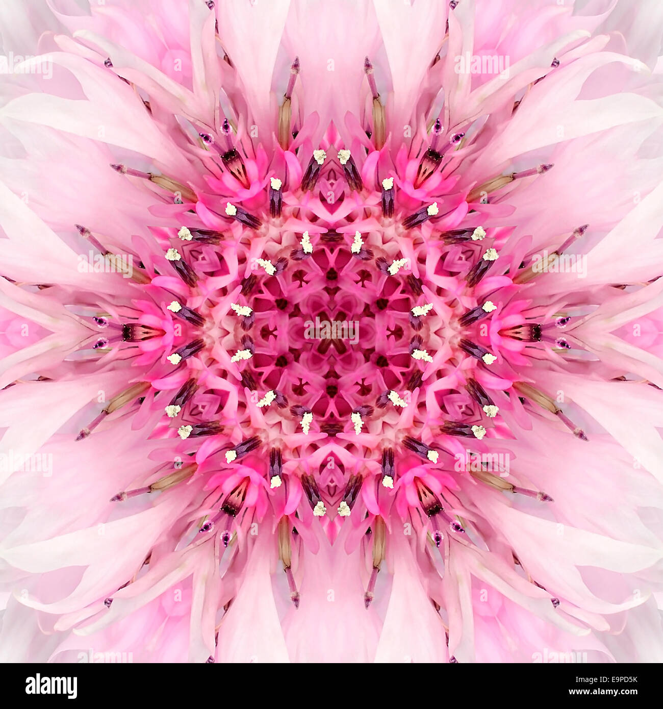 Pink Mandala of Cornflower Flower Center Close-up. Mirrored Concentric ...