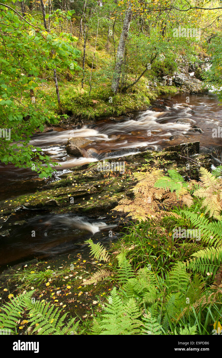 Portrait image of a stream flowing through a leafy glade in Perthshire, Scotland Stock Photo - Alamy