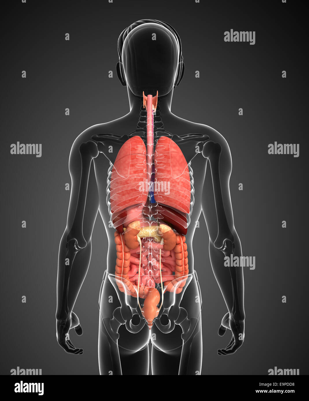 Digestive system anatomy Stock Photo - Alamy