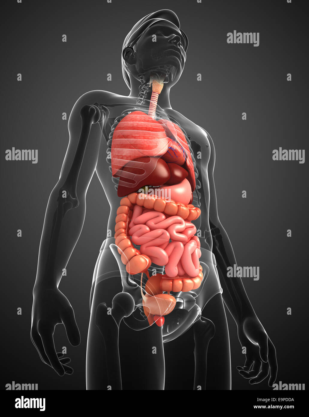 Digestive system anatomy Stock Photo - Alamy