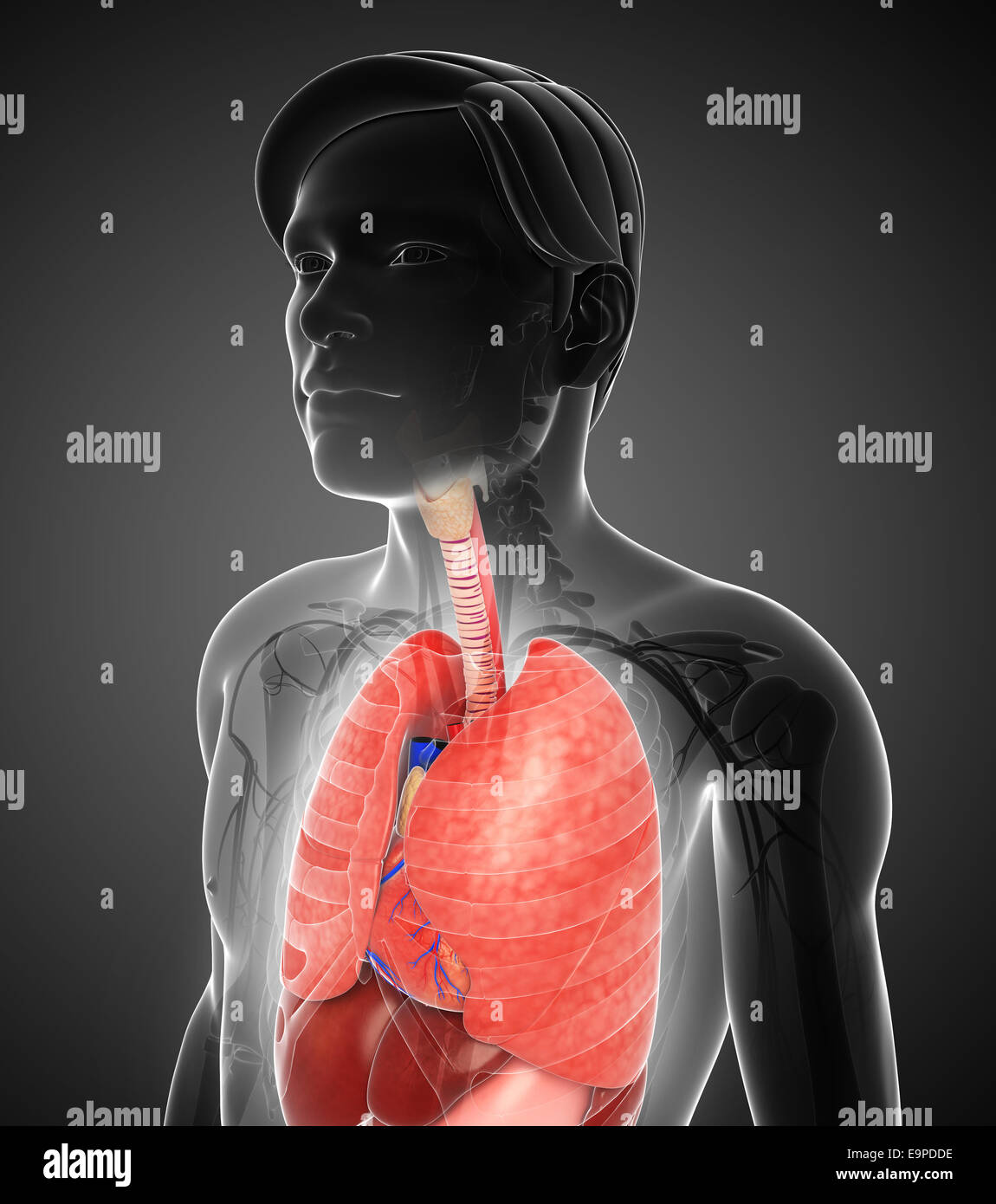 Illustration of male lungs anatomy Stock Photo - Alamy