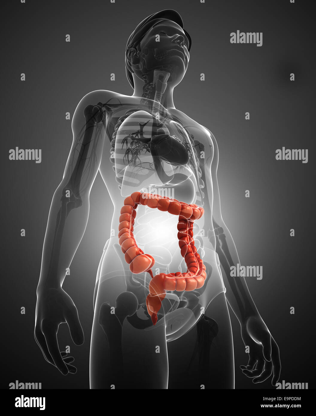 Illustration of Male large intestine anatomy Stock Photo - Alamy