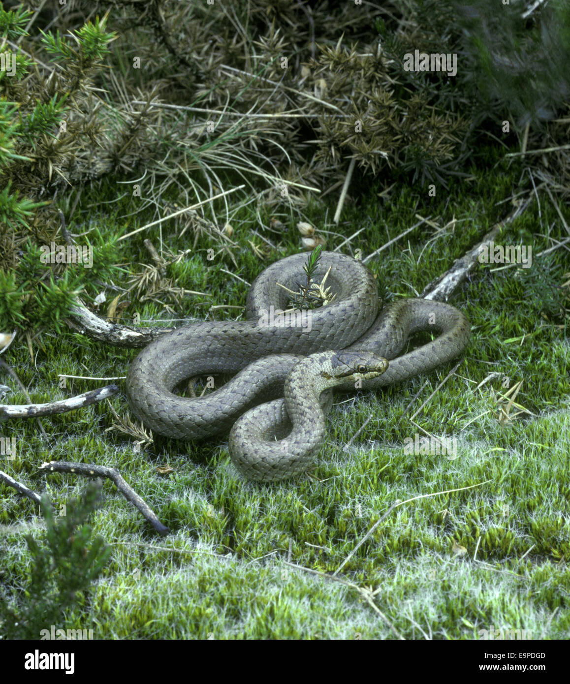 Smooth Snake - Coronella austriaca Stock Photo - Alamy