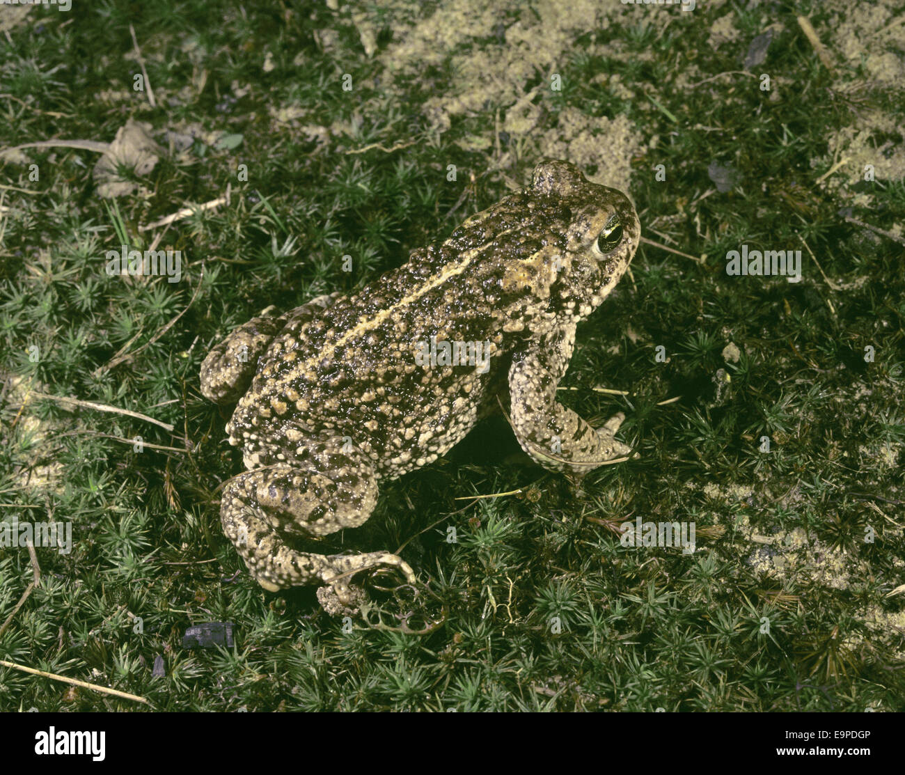 Natterjack toad british hi-res stock photography and images - Alamy