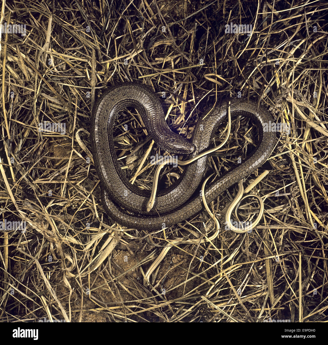 Baby slow worm hi-res stock photography and images - Alamy