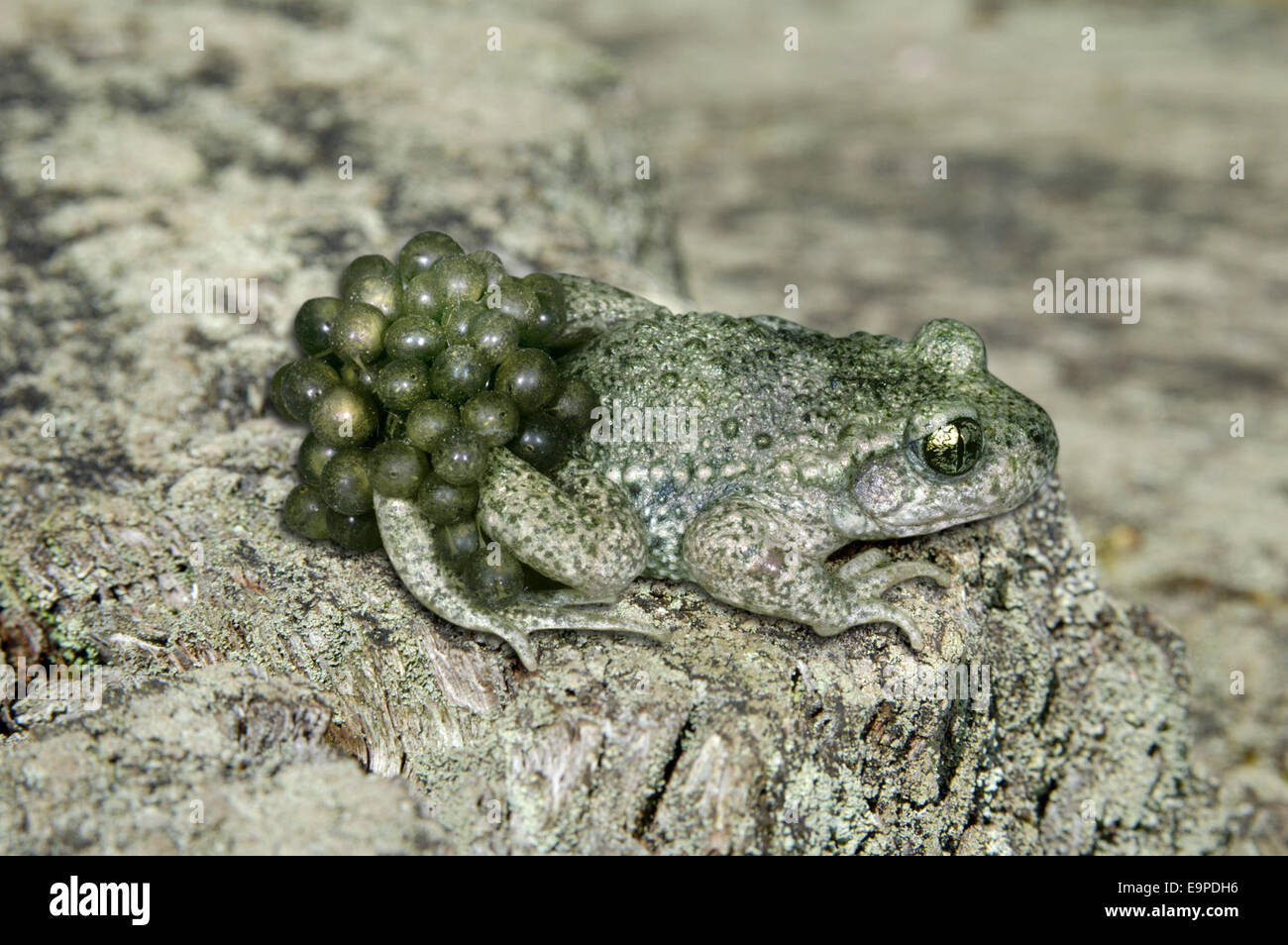 Midwife Toad - Alytes obstetricans Stock Photo - Alamy