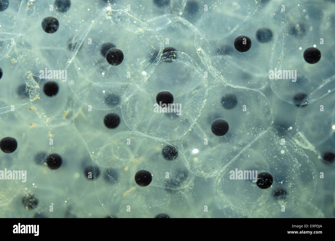 Frog spawn hi-res stock photography and images - Alamy