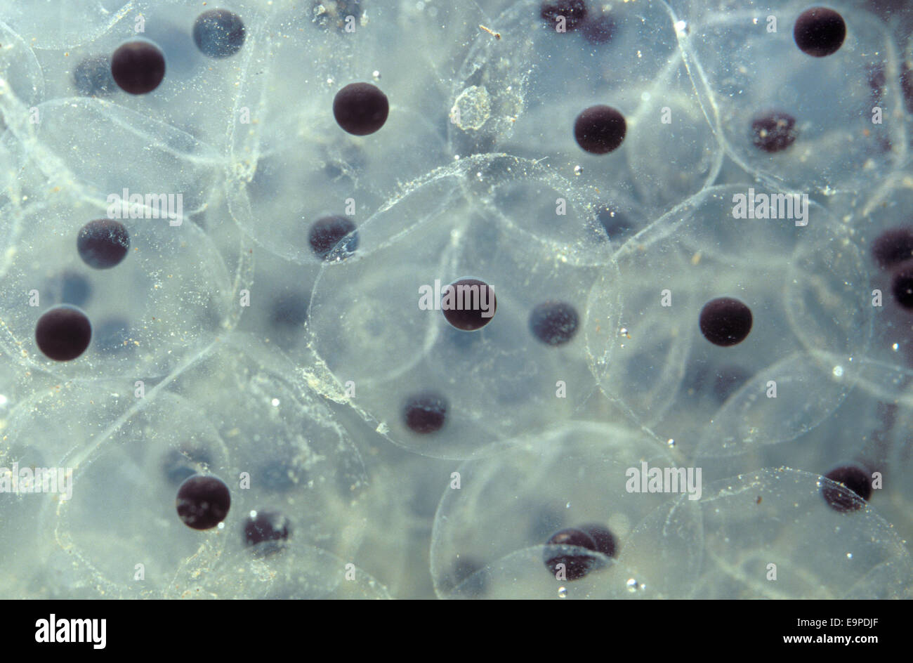Frog spawn hi-res stock photography and images - Alamy