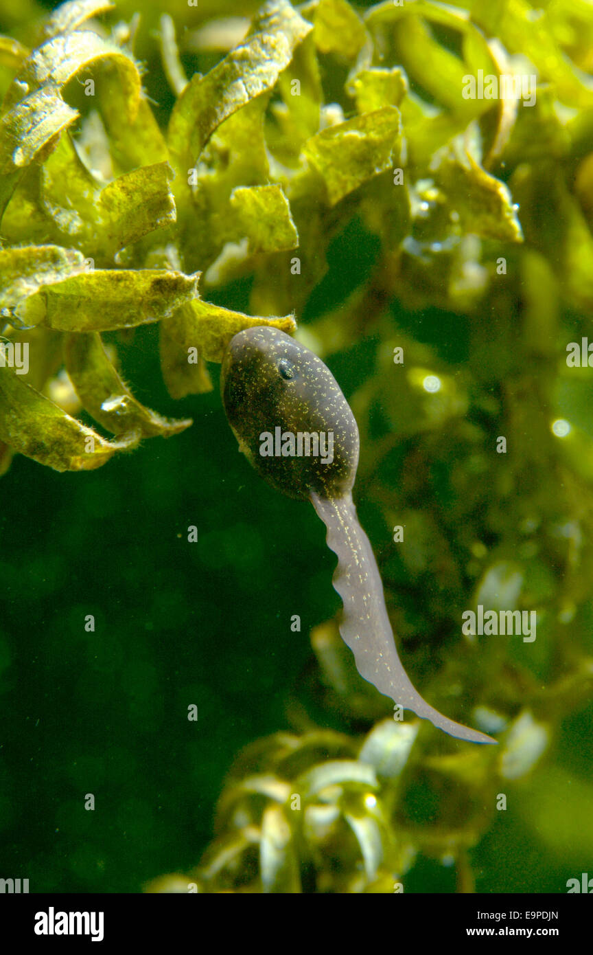 Tadpole hi-res stock photography and images - Alamy