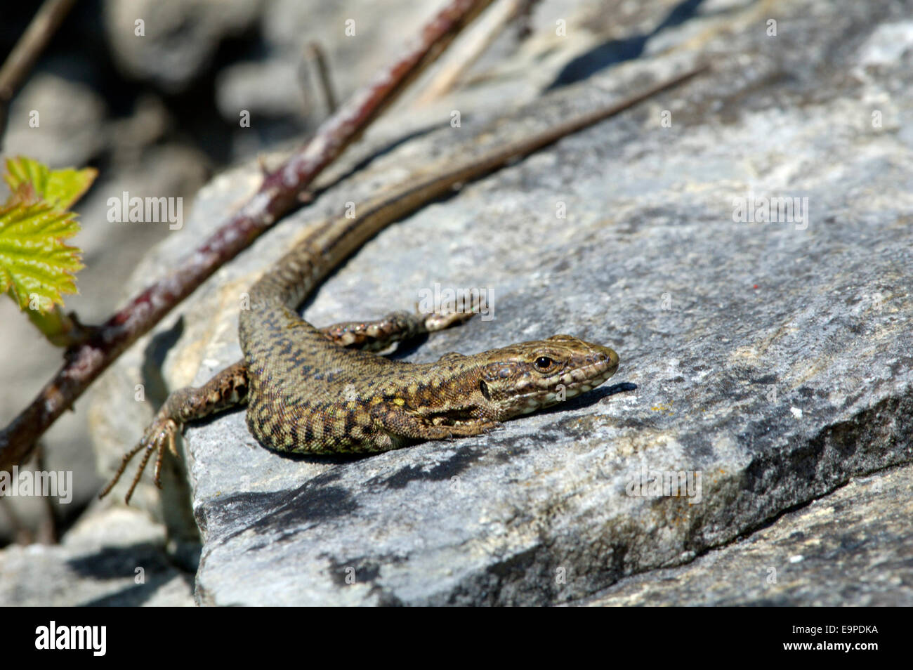 Wall Lizard - Podarcis muralis Stock Photo - Alamy