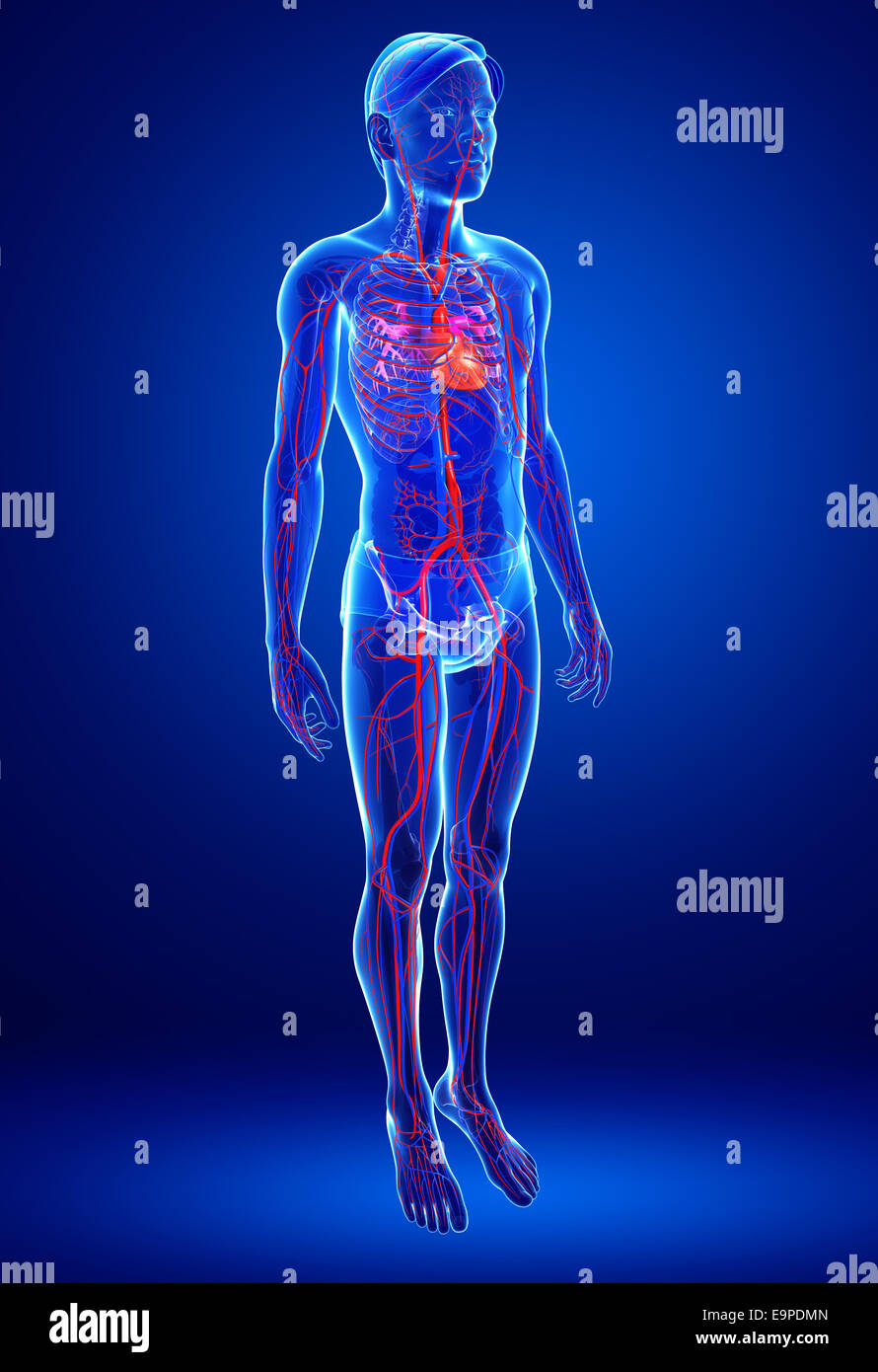 Illustration of Male circulatory system Stock Photo - Alamy