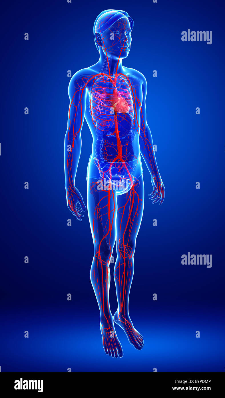 Illustration of human arterie anatomy Stock Photo - Alamy