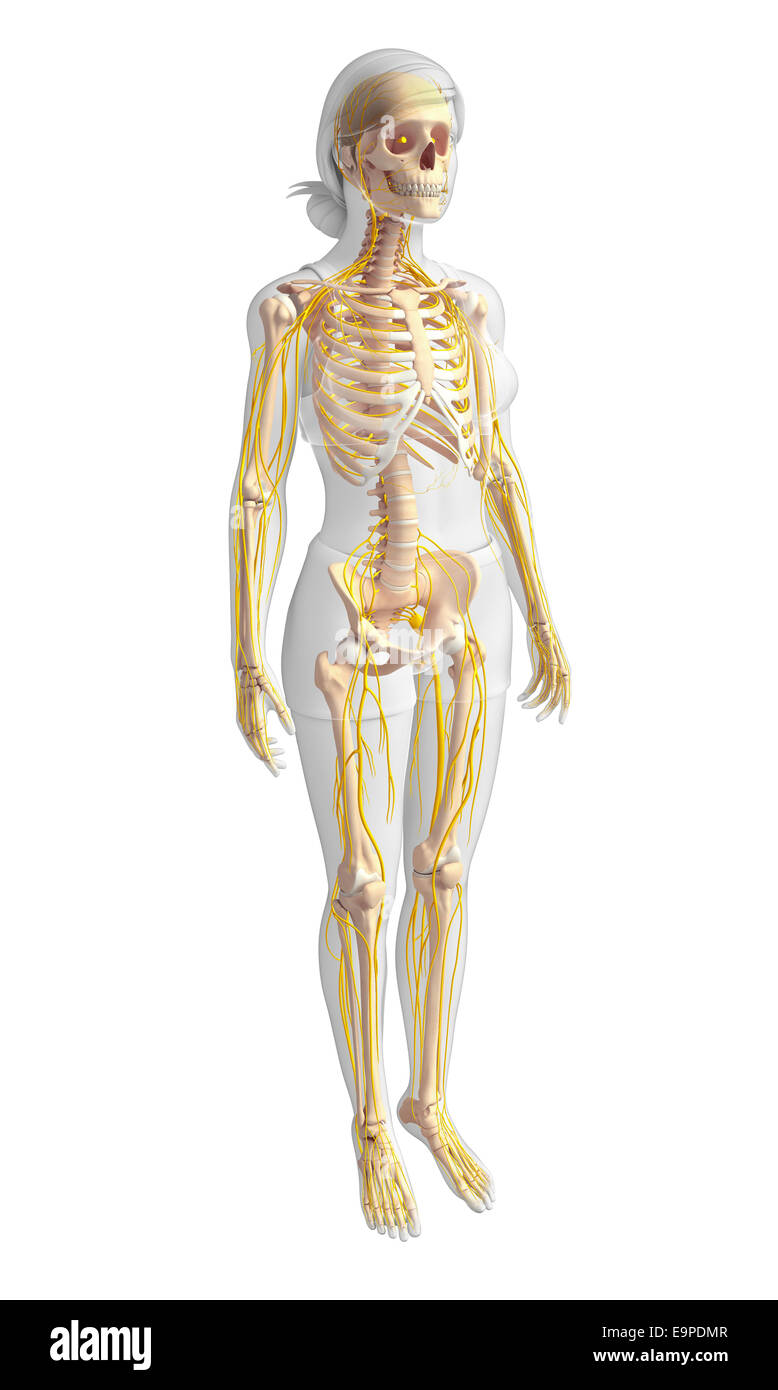 Illustration of human skeleton side view Stock Photo - Alamy